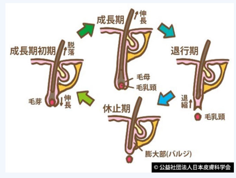 ミノキシジルで産毛止まり？太くならない5つの原因と確実に太くする対処法 | ケンコープラスブログ